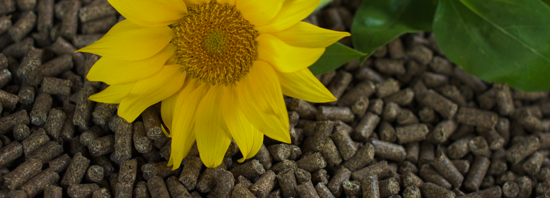 Welcome to TRANS ELITE EXPRESS